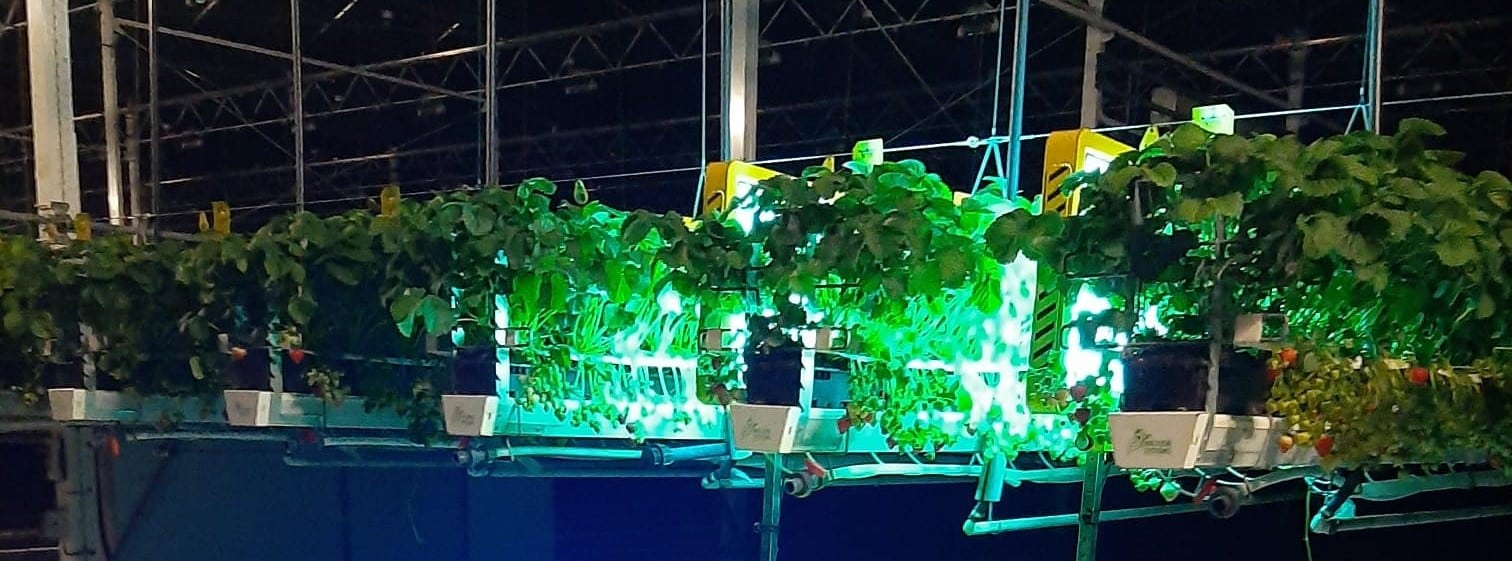 UV-robot in de strijd tegen witziekte: innovatie met impact ...